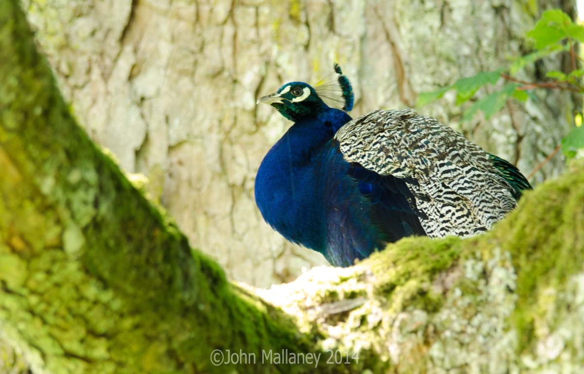 Mr Peacock | John Mallaney