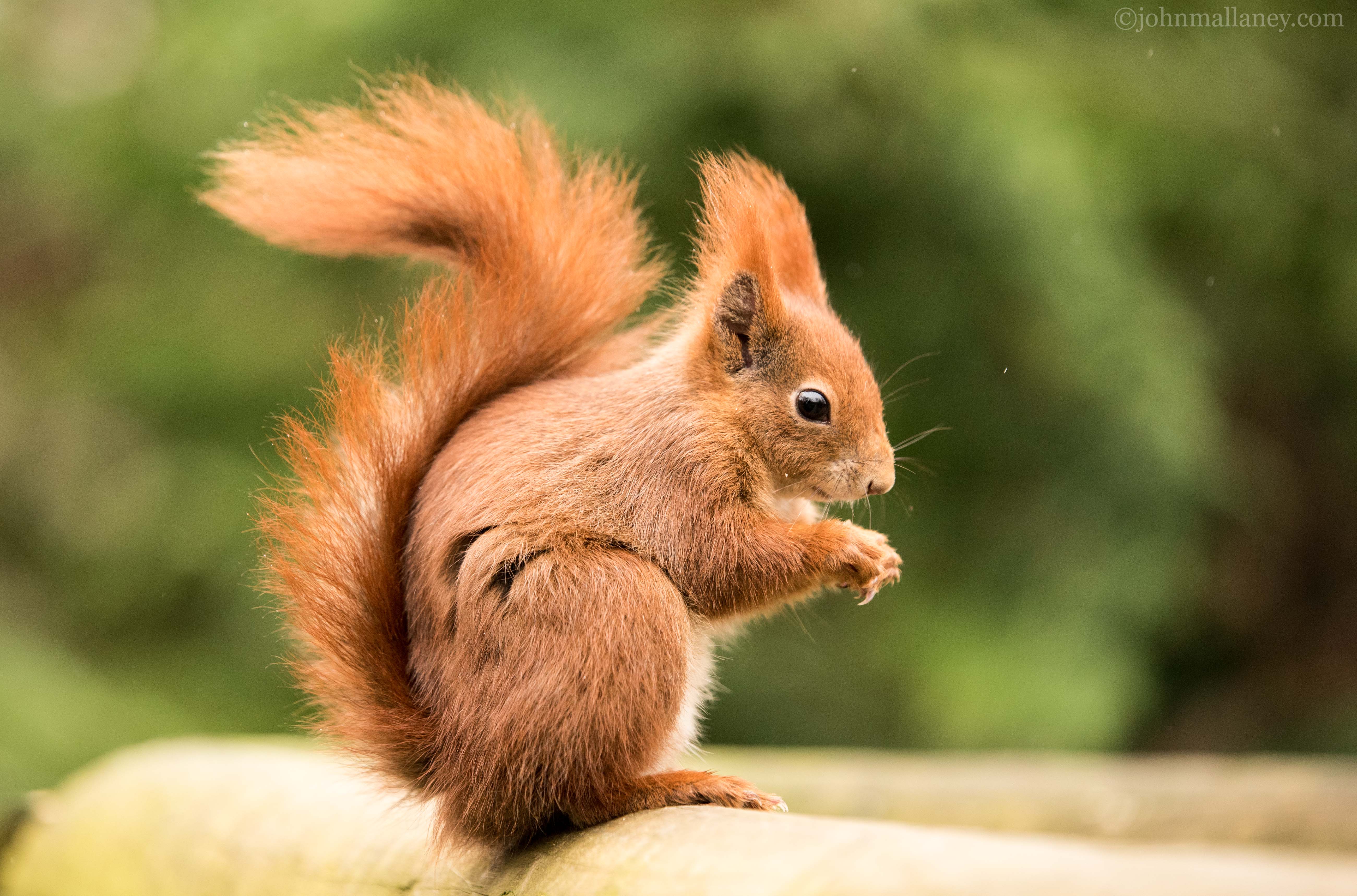 Red Squirrel | John Mallaney