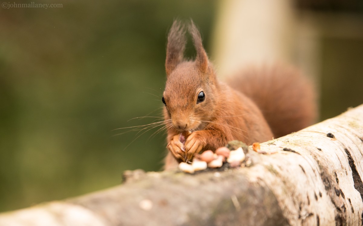 Red Squirrel | John Mallaney