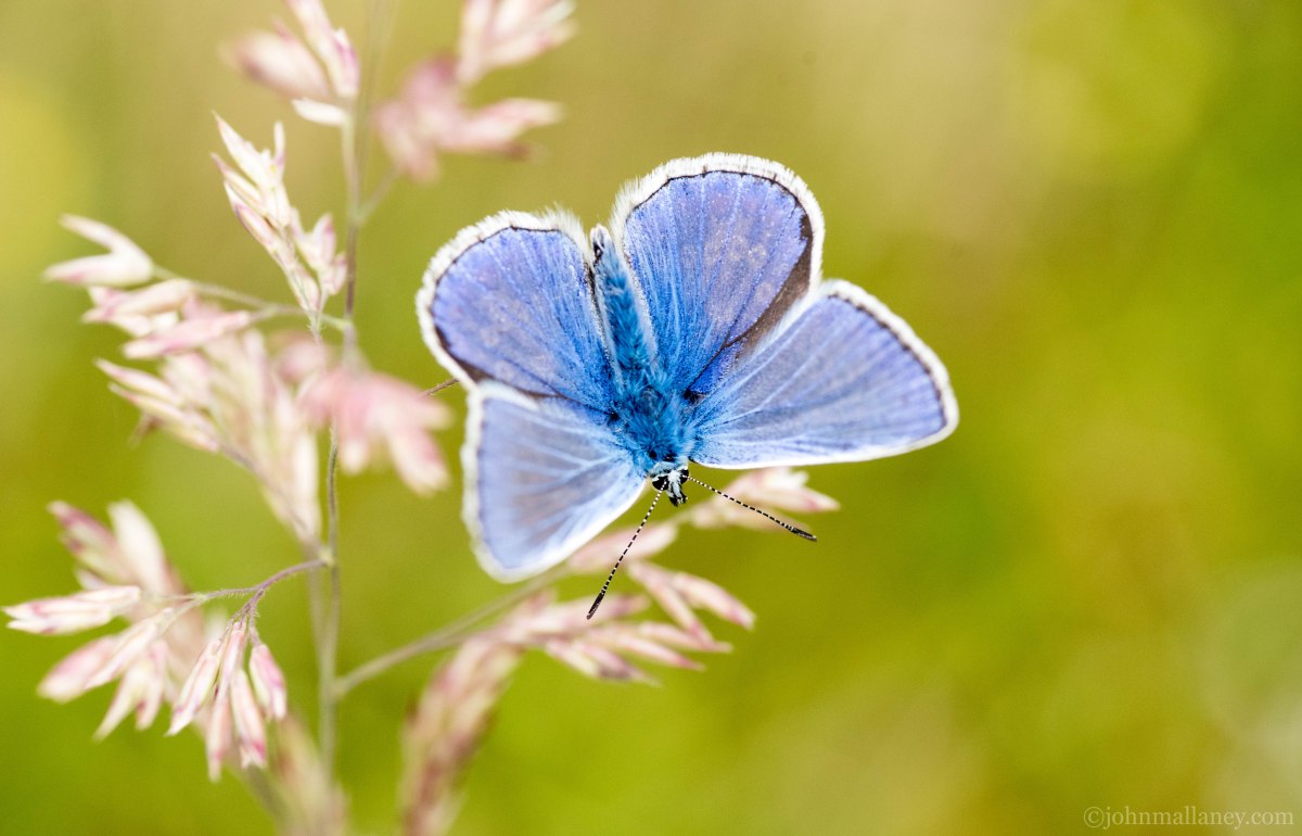Common Blue | John Mallaney